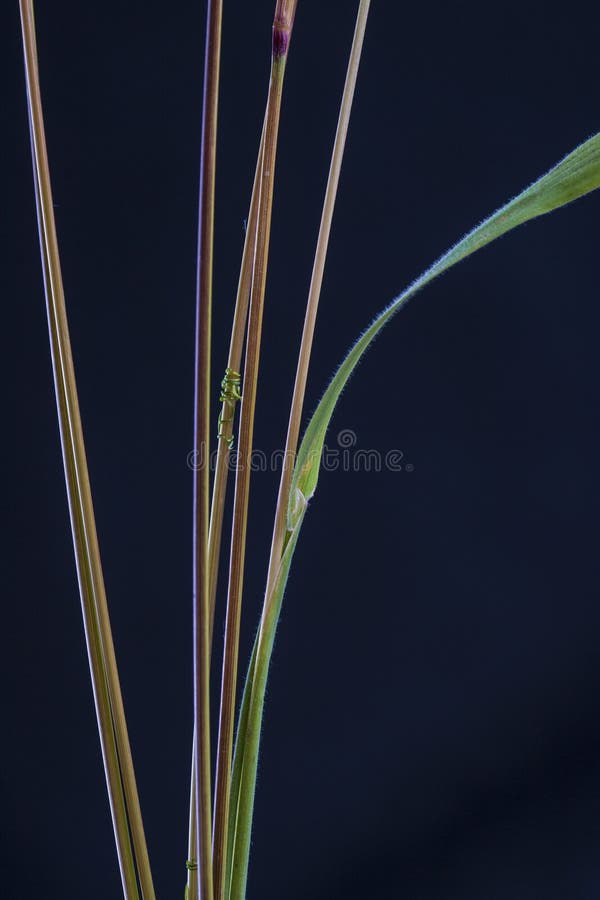 Stalk stock image. Image of nature, organism, plant, specyfic - 32403645