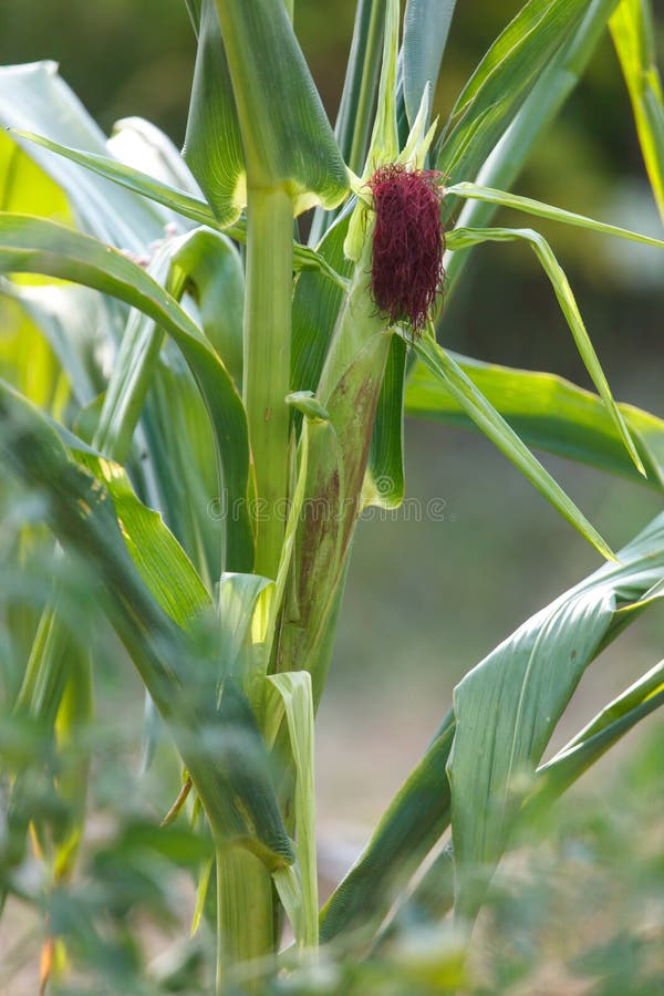 A Stalk of Corn with a Red Ear of Corn on Top Stock Image - Image of ...