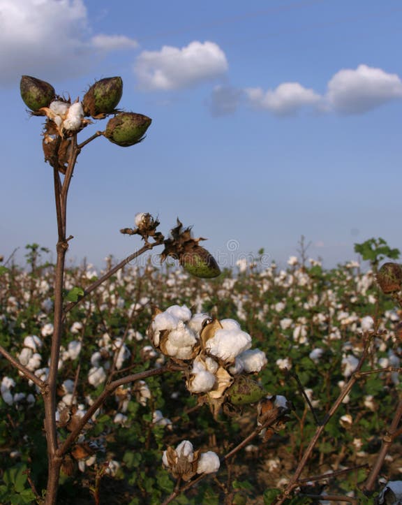 Stalk of Cotton in Field stock image. Image of nature, clouds - 279051