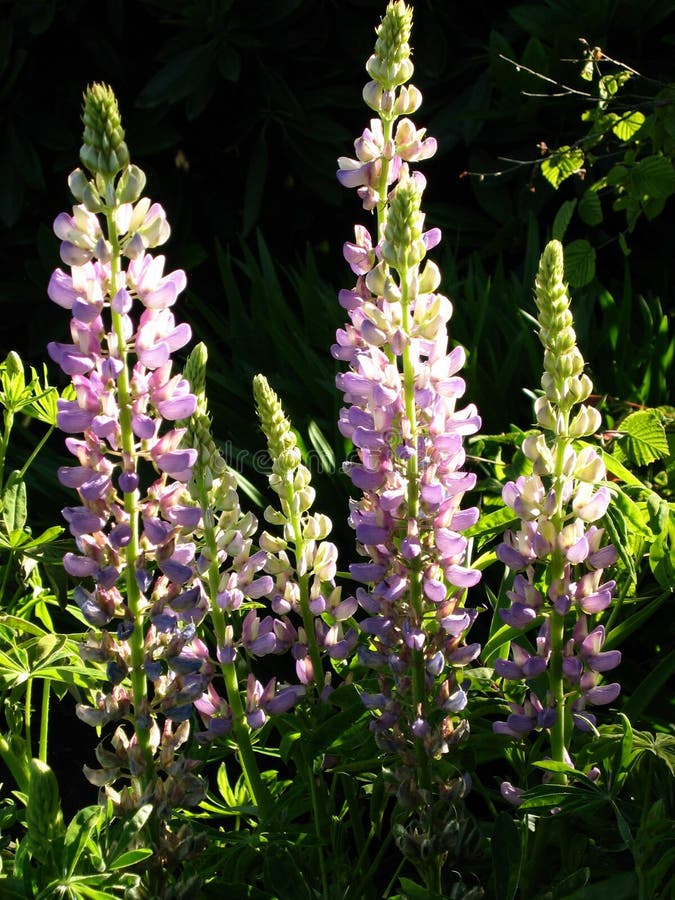 Stalk Flowers stock image. Image of floral, stalks, nature - 551481