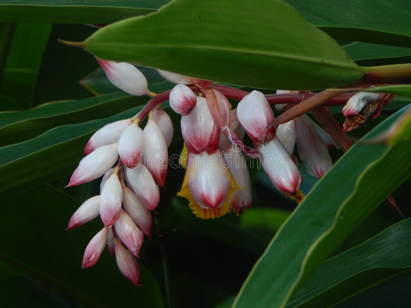 Stalk of flowers blooming stock photo. Image of growing - 71206836