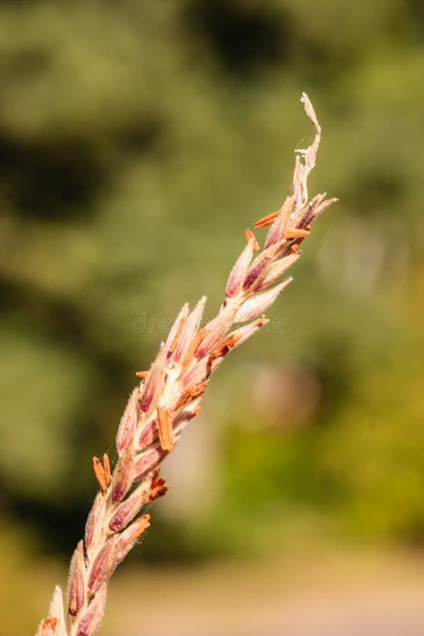 Stalk Grass Brown Tips Stem Stock Photos - Free & Royalty-Free Stock ...