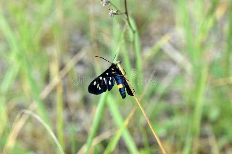 Almata or Common False Moth, Black Butterfly. Stock Photo - Image of ...