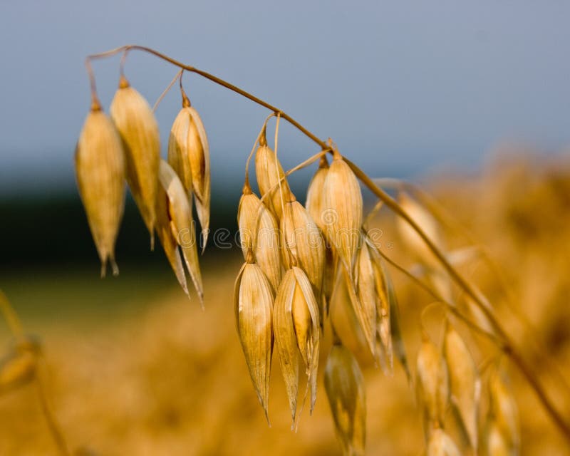 Stalk of Oats stock image. Image of ripened, ripe, sativa - 13202577