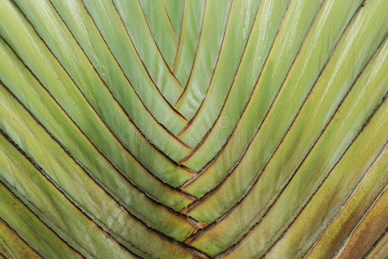 Palm Stalk stock photo. Image of detail, leaf, palm, texture - 109508