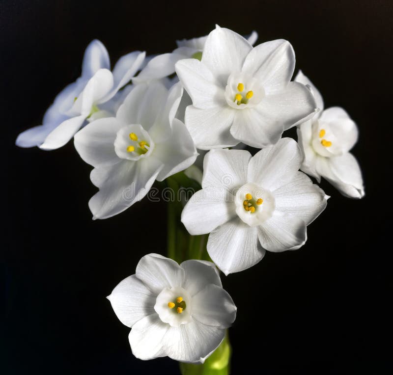 Stalk of Paperwhites stock image. Image of petals, botany - 7838865