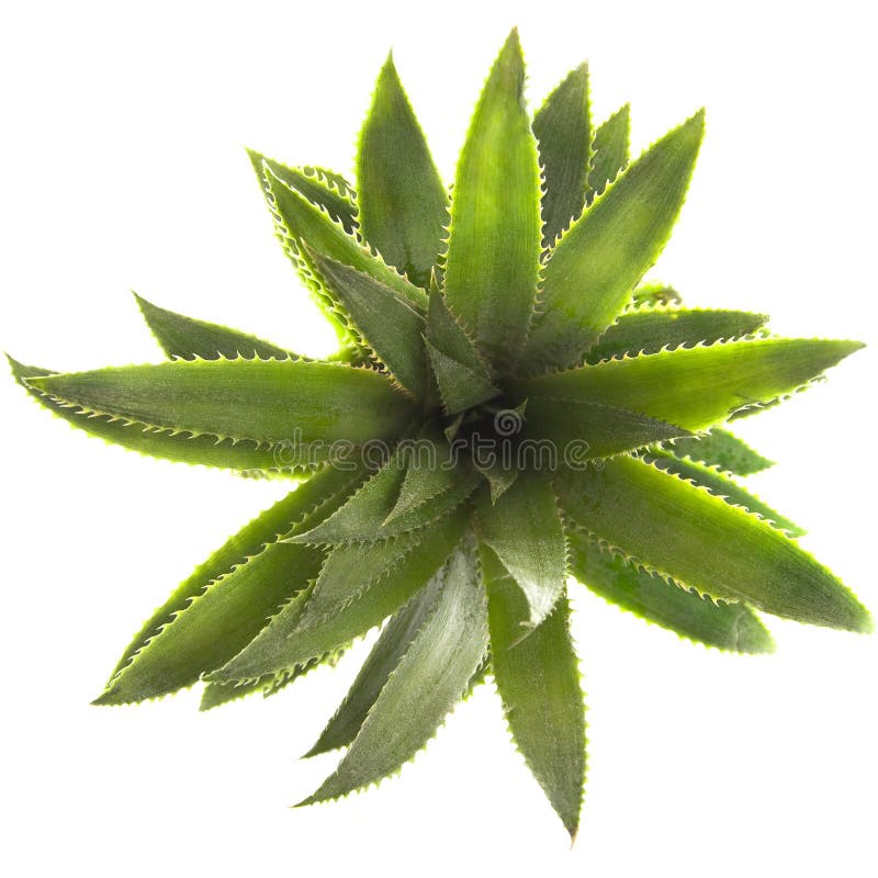 Pineapple Top View. Pineapple Growing in Pineapple Plantation Stock ...