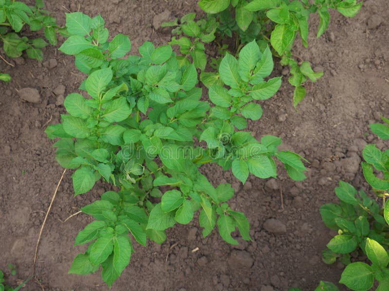 A Stalk Of Potatoes Growing In A Garden Stock Image - Image of green ...