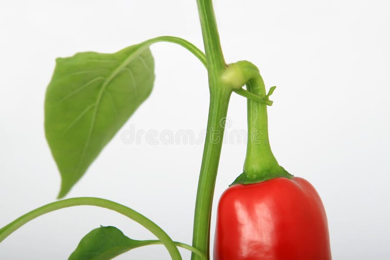 Stalk of red banana pepper stock image. Image of close - 1070471