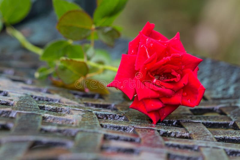 A Stalk of Red Rose with Love Stock Photo - Image of wood, symbolic ...