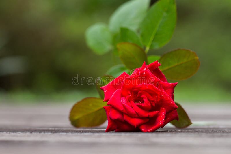 A Stalk of Red Rose with Love Stock Photo - Image of wood, symbolic ...