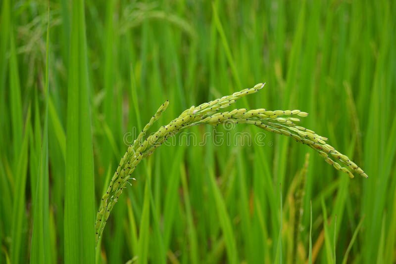 Stalk of rice stock photo. Image of agriculture, grain - 29184350
