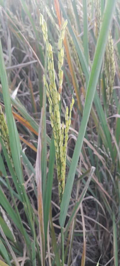 A Stalk of Rice Left Over from the Harvest Stock Photo - Image of rice ...