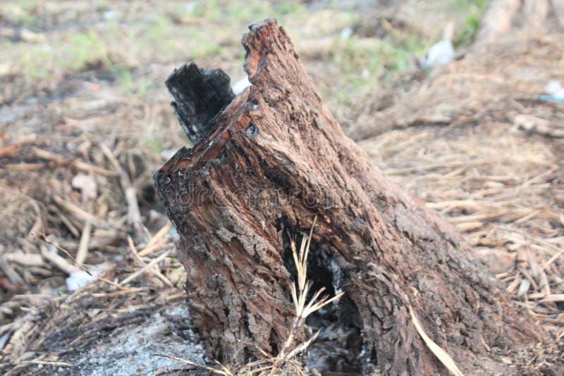 A Stalk of the Root of the Talok Plant that is Burned Stock Image ...