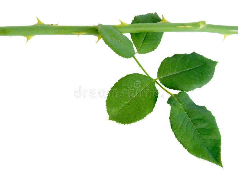 Stalk of a Rose with Prickles Stock Photo - Image of natural, thorn ...