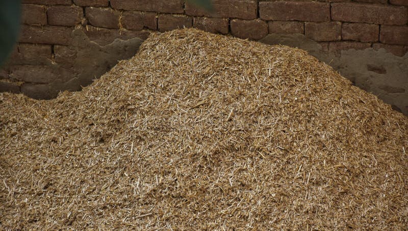 A Stalk or Stem of Wheat Called As Straw. Stock Photo - Image of ...