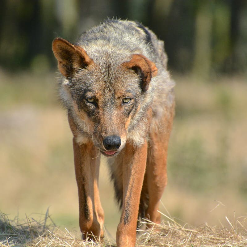 Wolf Stalking Prey stock image. Image of scent, balance - 24387455