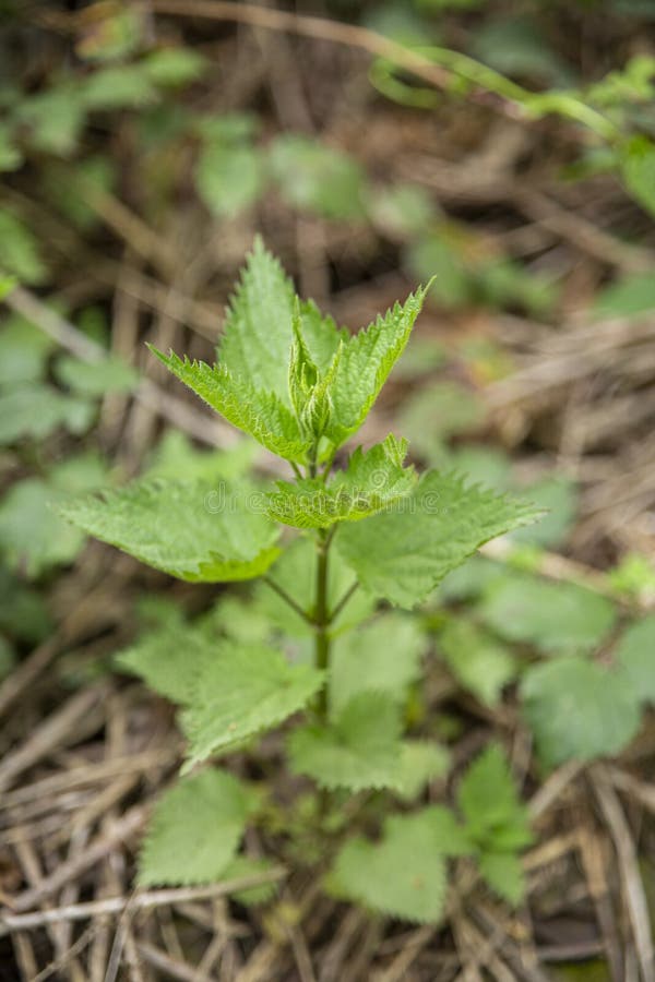 A Stalk of Young Nettles in the Forest. Stock Image - Image of bite ...