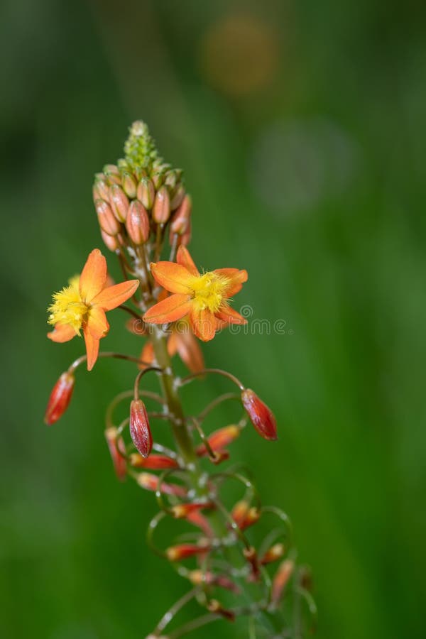 Stalked Bulbine (bulbine Frutescens Stock Photo - Image of head ...