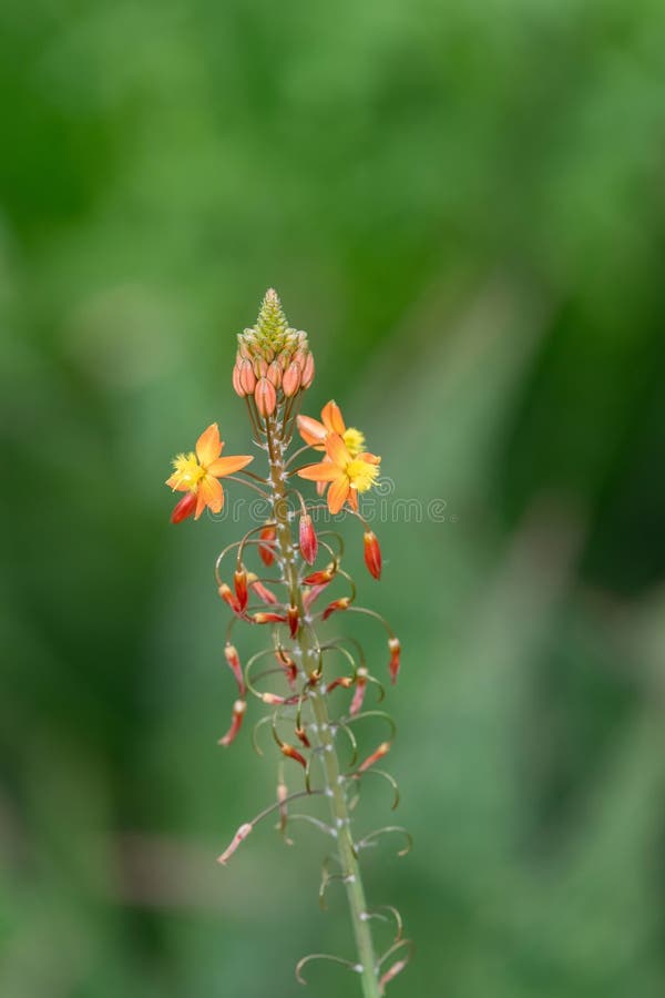 Stalked Bulbine (bulbine Frutescens Stock Photo - Image of flowers ...