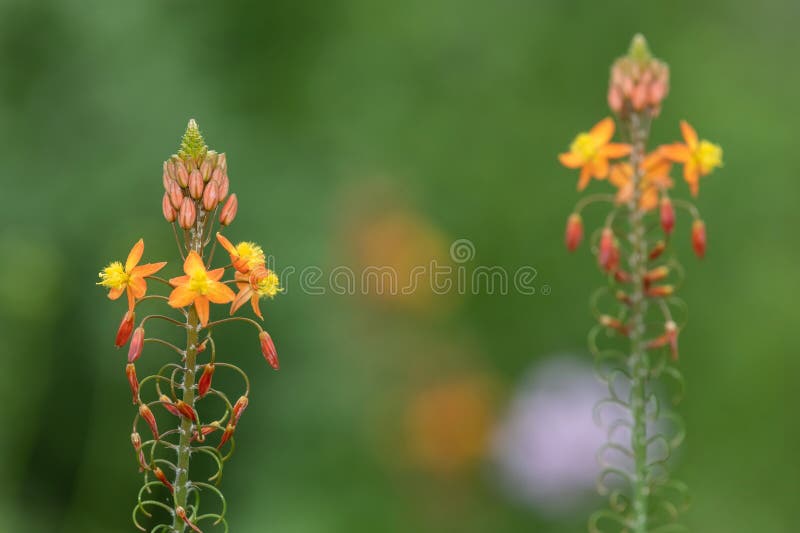 Stalked Bulbine (bulbine Frutescens Stock Image - Image of freshness ...