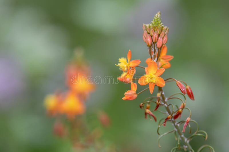 Stalked Bulbine (bulbine Frutescens Stock Photo - Image of fresh ...
