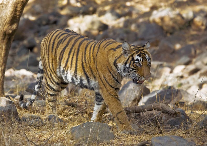 1,631 Sher Rasmi Stock Photos - Free & Royalty-Free Stock Photos from ...