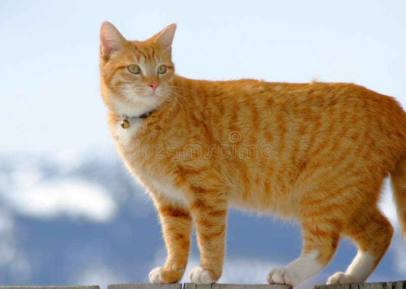 Stalker 5 stock photo. Image of cute, stalk, hunt, pets - 566484