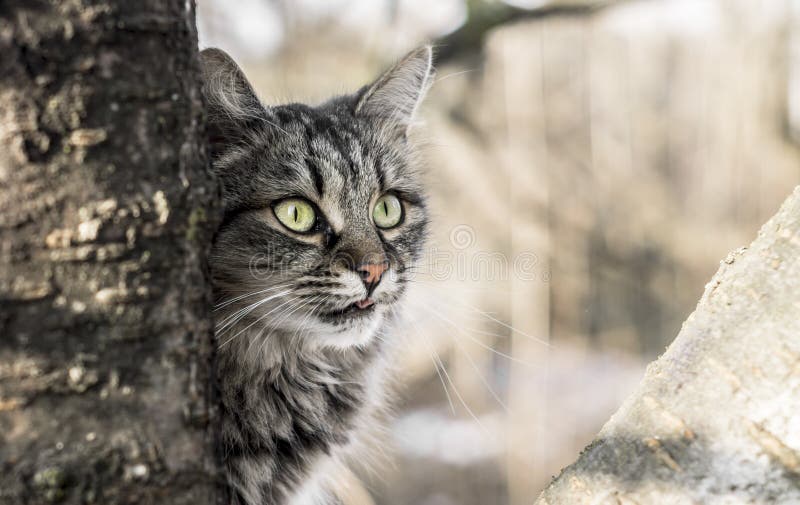 Stalker Cat stock photo. Image of animal, companion, nose - 64724610