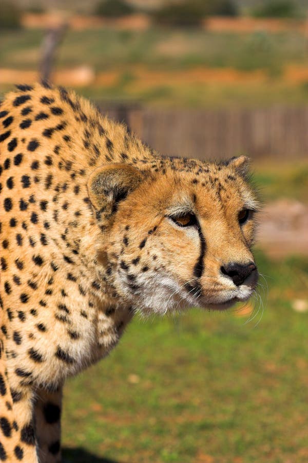 Cheetah head close up stock image. Image of lovely, wildlife - 20492627