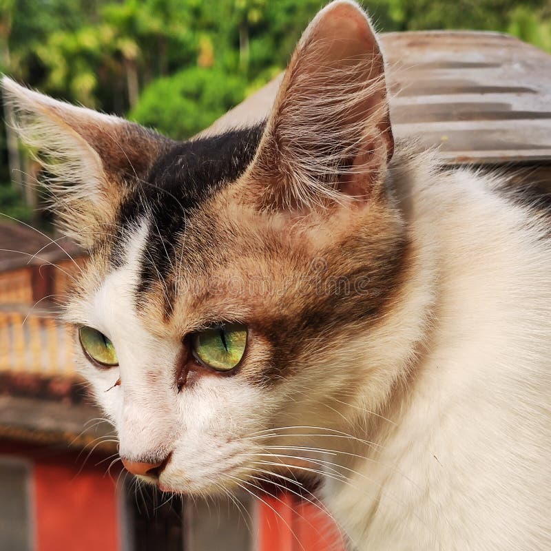 Stalking face of cat stock image. Image of stalking - 254751209