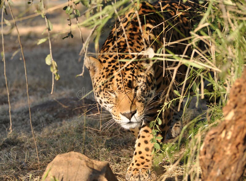 Stalking jaguar stock photo. Image of mammal, jungle - 21380314