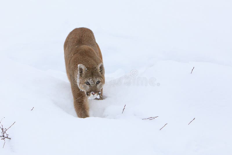 Stalking Pics Stock Photos - Free & Royalty-Free Stock Photos from ...