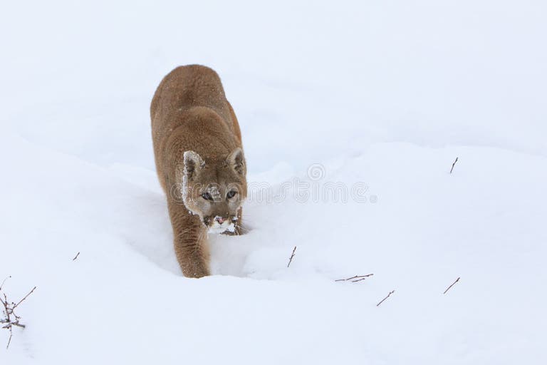 Stalking Pics Stock Photos - Free & Royalty-Free Stock Photos from ...