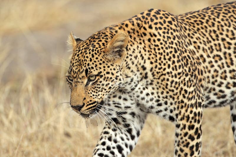 Stalking leopard stock photo. Image of hunt, stalk, mammal - 25315042