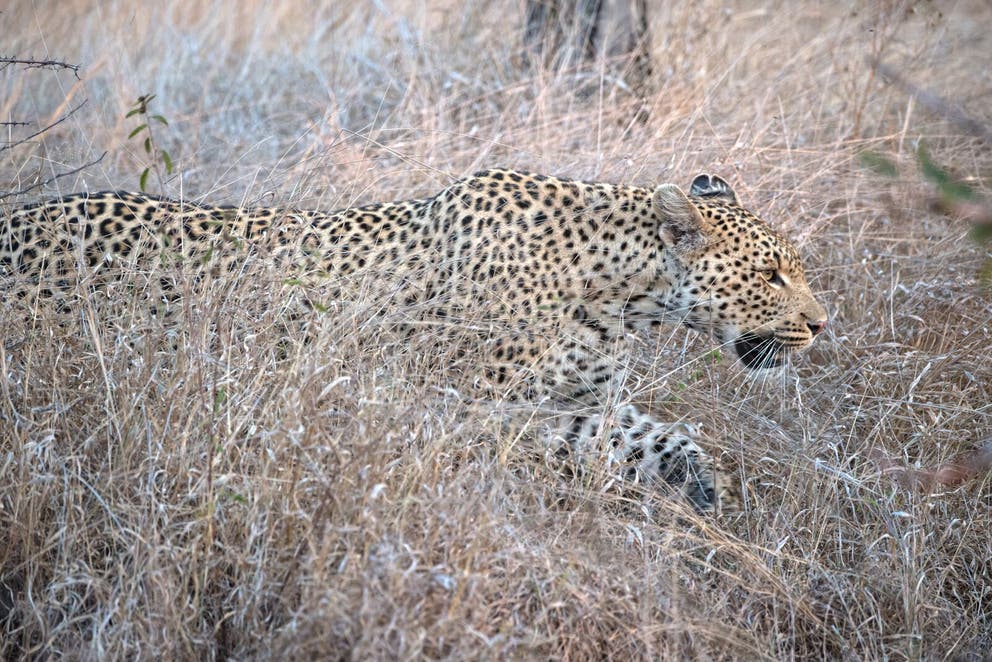 Stalking Leopard stock image. Image of wary, leopard - 48248929