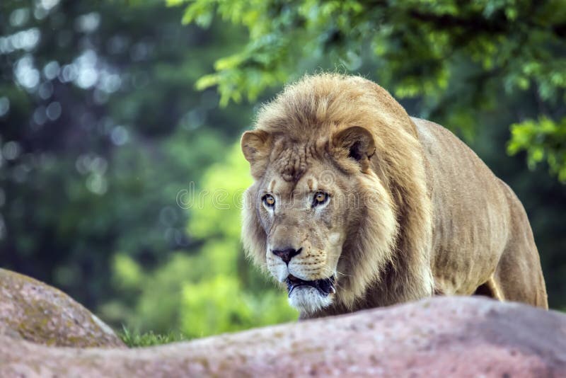 Stalking Lion Stock Photos - Download 931 Royalty Free Photos