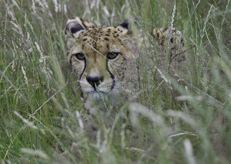 Stalking Prey stock photo. Image of animals, fierce, growling - 3707716