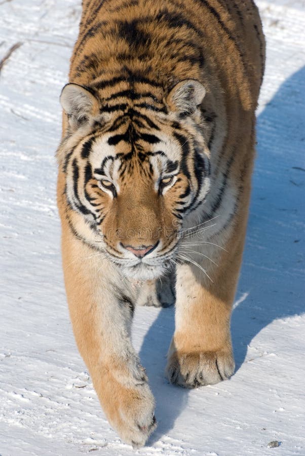 Siberian Tiger Looking Back Stock Image - Image of endangered ...