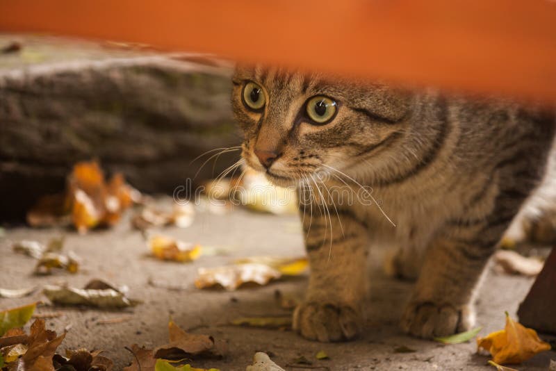 Stalking tabby cat stock photo. Image of stripes, concentrate - 43612960