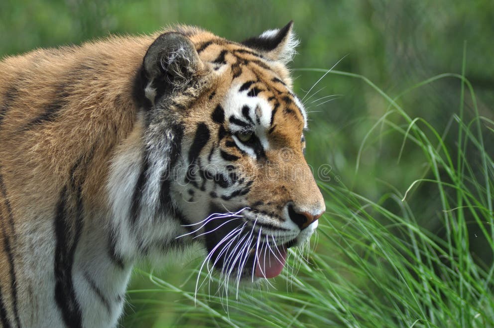Stalking Tiger stock photo. Image of asian, growl, amur - 14619570