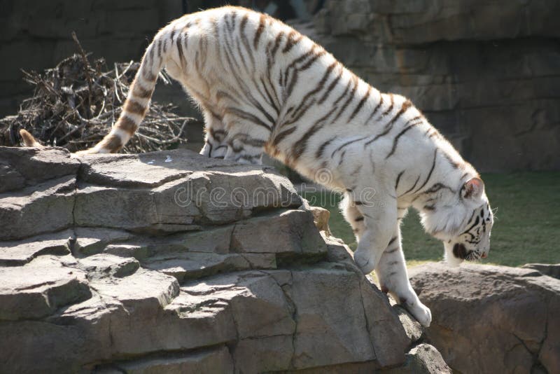 Stalking tiger stock image. Image of animals, stripes - 4910567