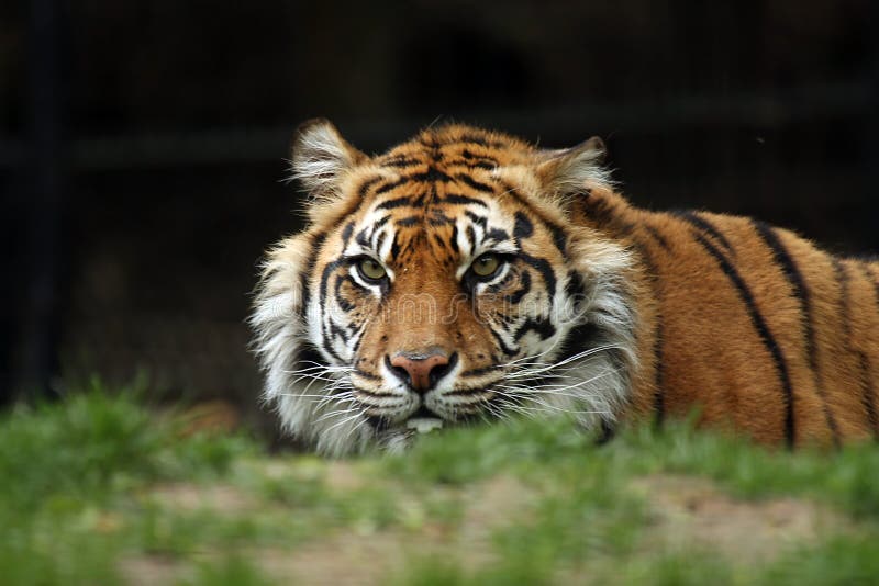 1,390 Stalking Tiger Stock Photos - Free & Royalty-Free Stock Photos ...