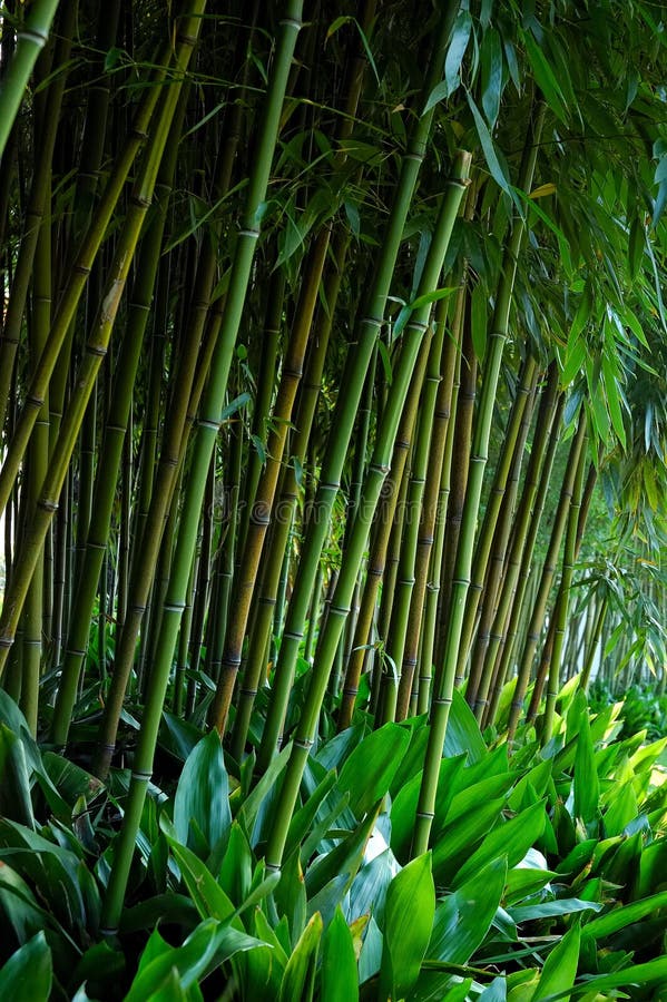 Stalks bamboo stock image. Image of jungle, reeds, gardens - 1418061