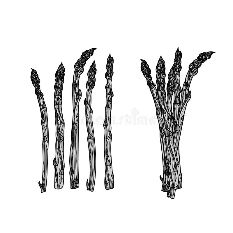 Asparagus Bundle Drawing Stock Illustrations – 57 Asparagus Bundle ...