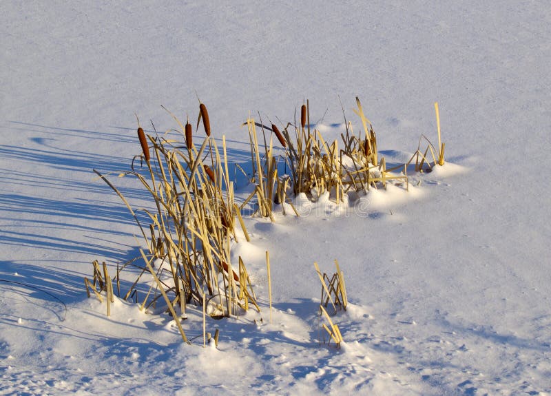 Stalks cattail in snow stock image. Image of snowdrift - 14141033