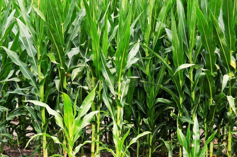 Stalks of Corn stock photo. Image of farms, summer, crops - 25499826