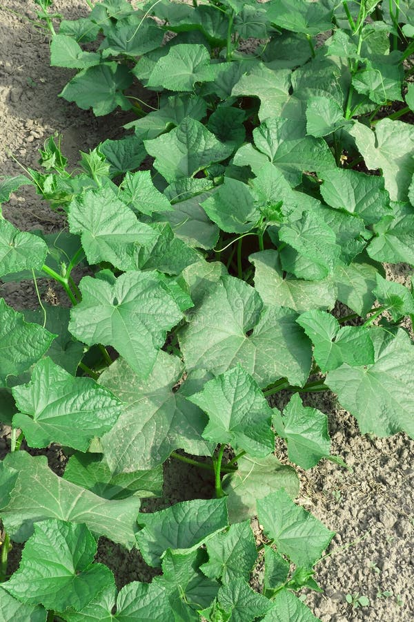Stalks of a Cucumber on a Vegetable Bed. Homegrown Vegetables Stock ...