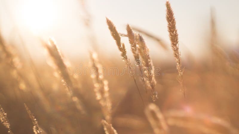 Stalks of dry grass stock photo. Image of morning, farm - 84228420