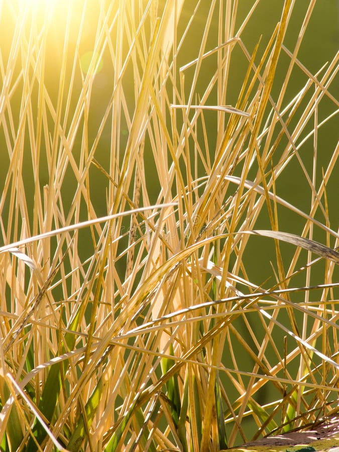 Stalks dry grasses stock image. Image of lake, background - 12051249
